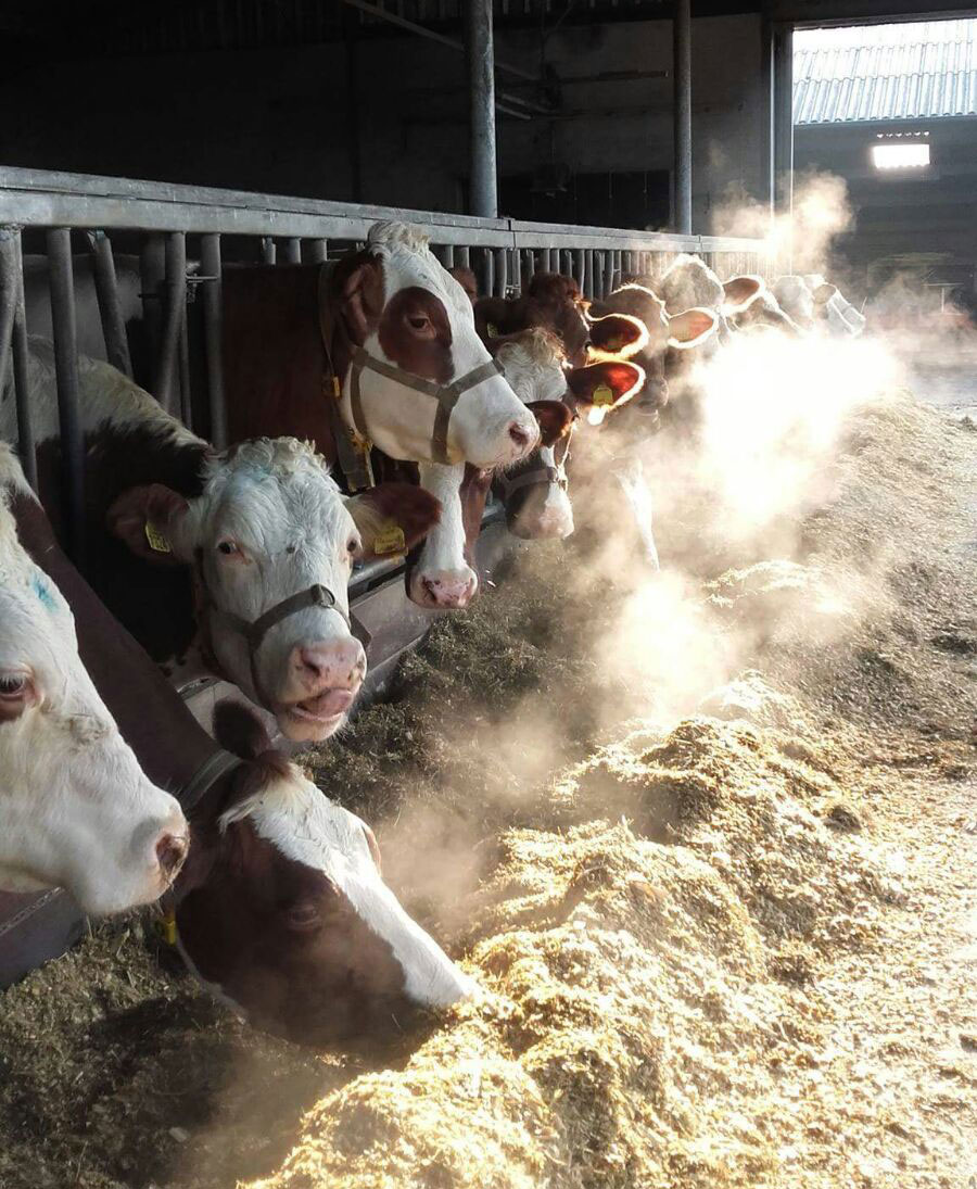 Veevoer voor rundvee | Gunnewick Mengvoeders in Vragender